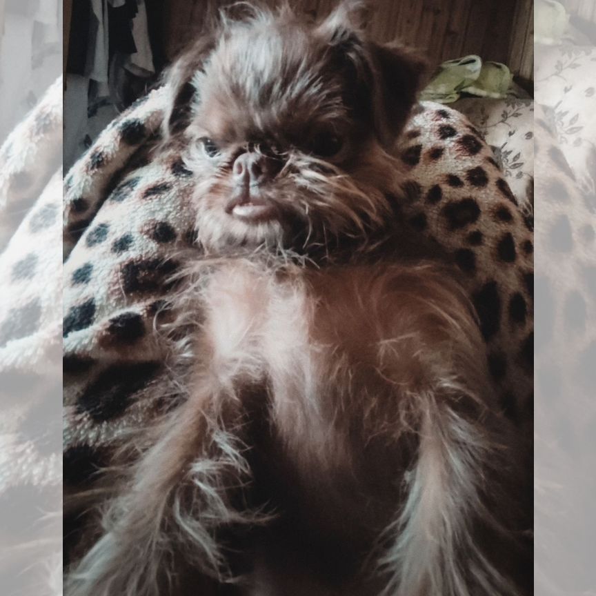 Щенки гриффона