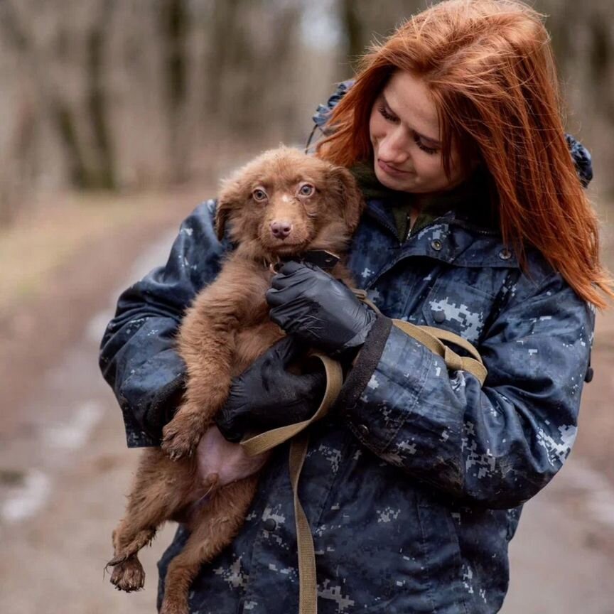 Шоколадный щенок будет небольшим