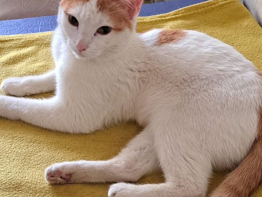 Кошка