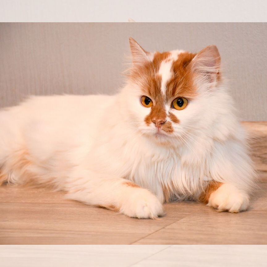 Взрослый кот из приюта