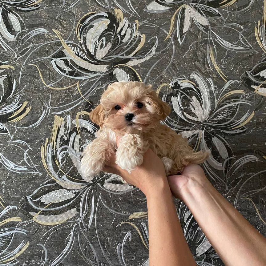 Щенки мальтипу f1 мини бронь