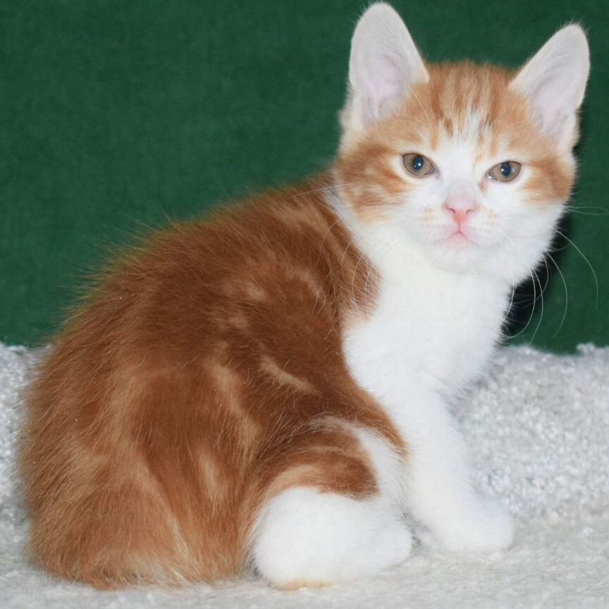 Курильский бобтейл короткошёрстный котёнок