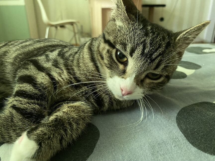 Котенок