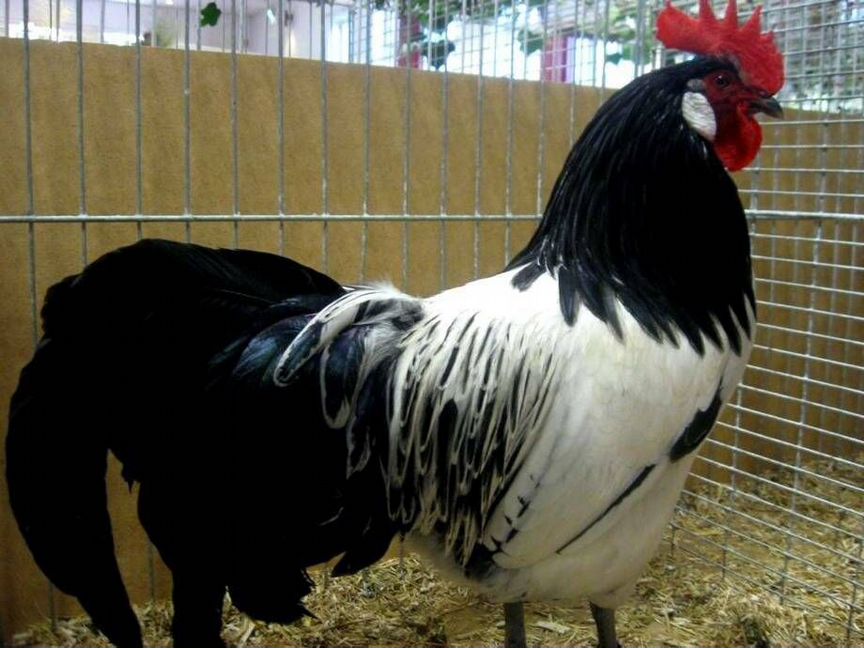 Продаю инкуб яйцо