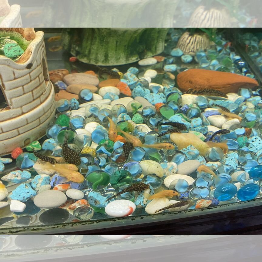 Аквариумные рыбы