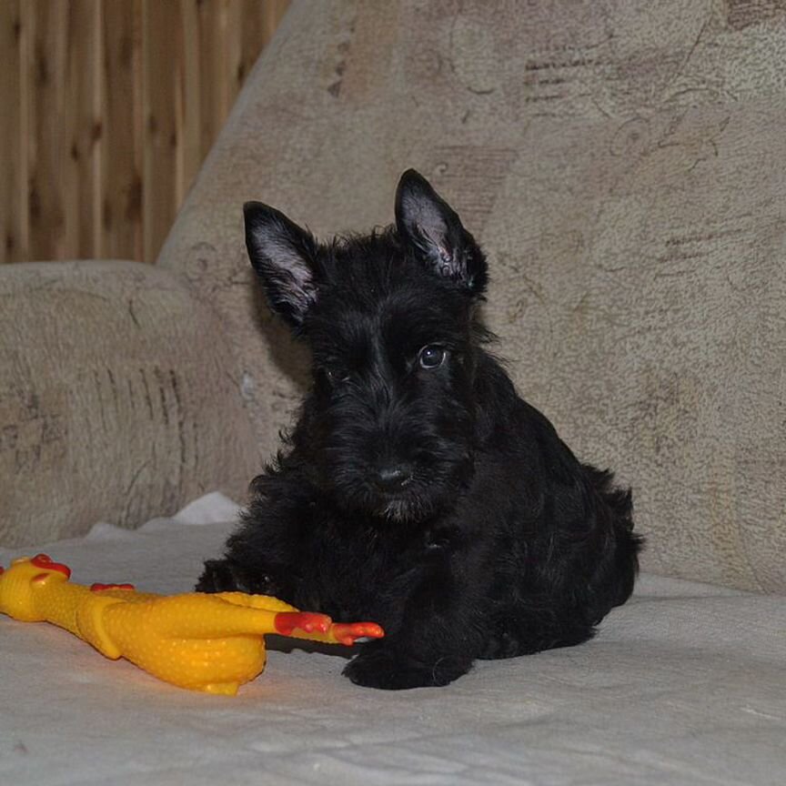 Щенки скотча