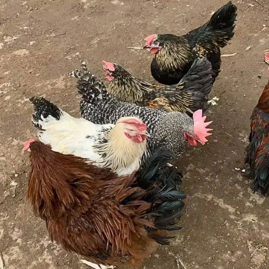 Петухи на мясо 4-5 мес с доставкой на дом