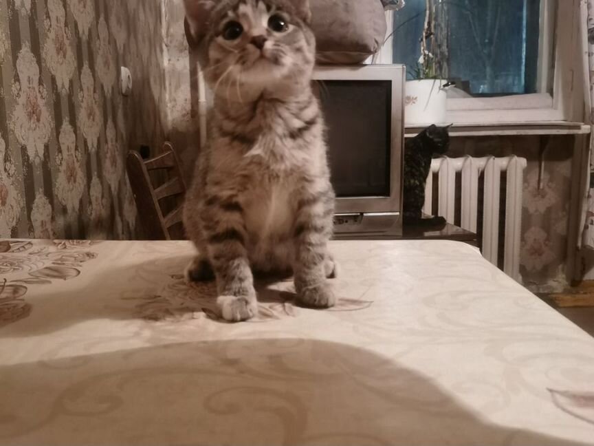 Тигровые кошечки