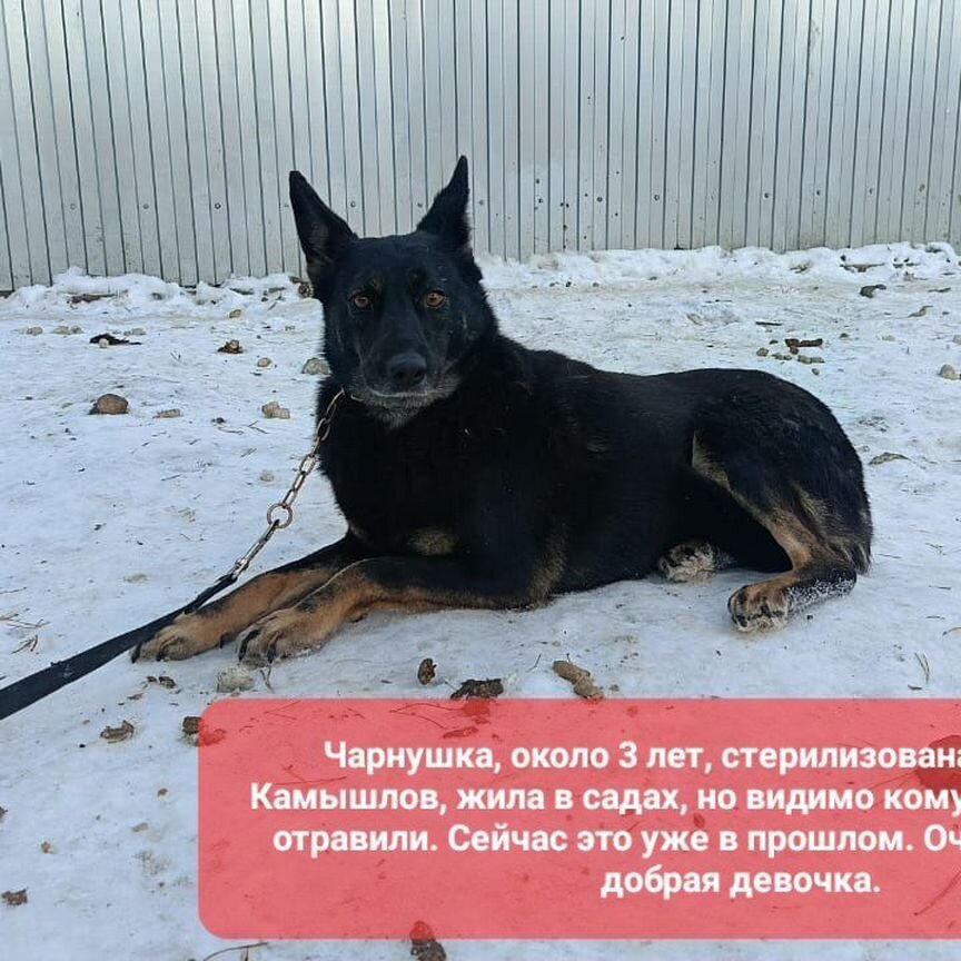 Собака в добрые руки