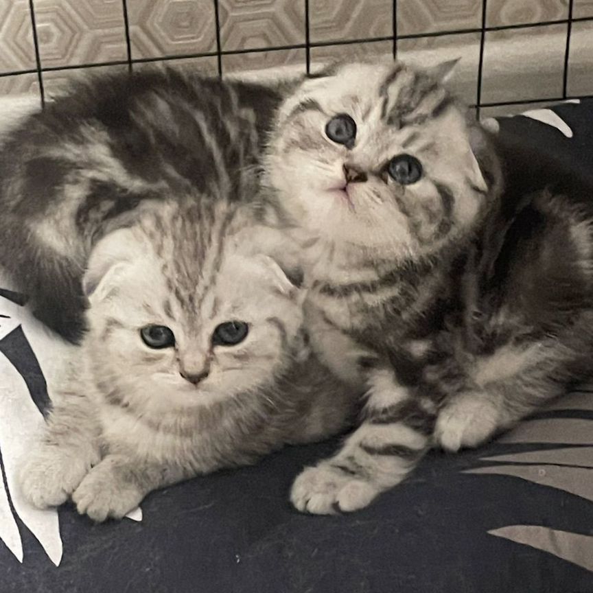 Шотландский вислоухий короткошёрстный котёнок