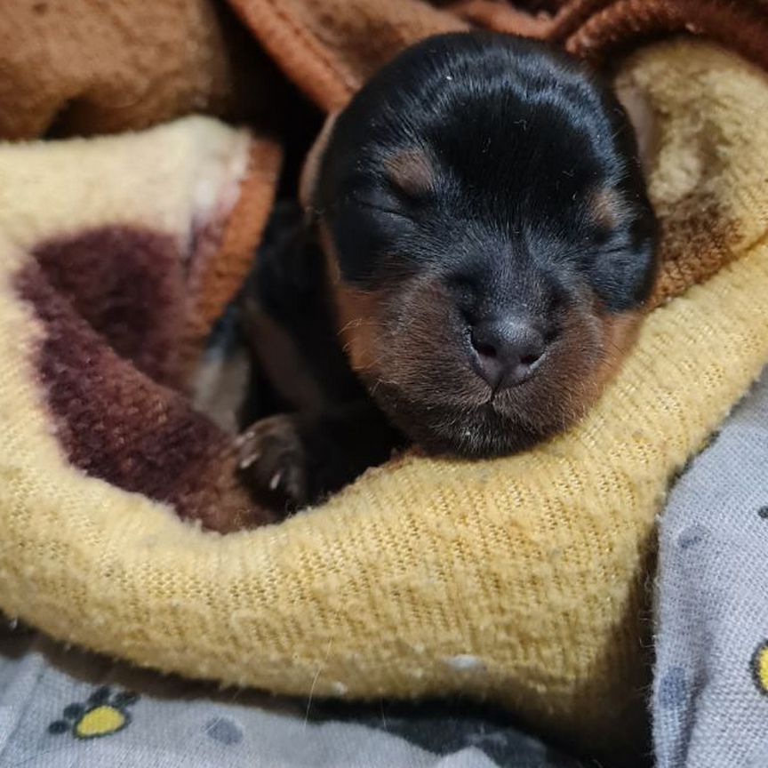 Йоркширский терьер, щенок