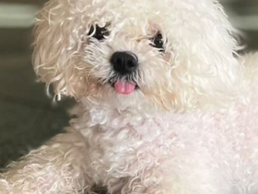 Бишон фризе вязка