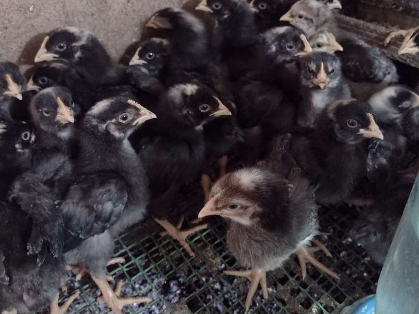 Цыплята цветной бройлер