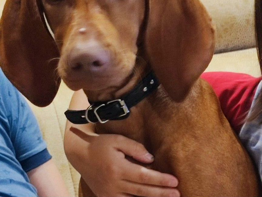 Венгерская выжла