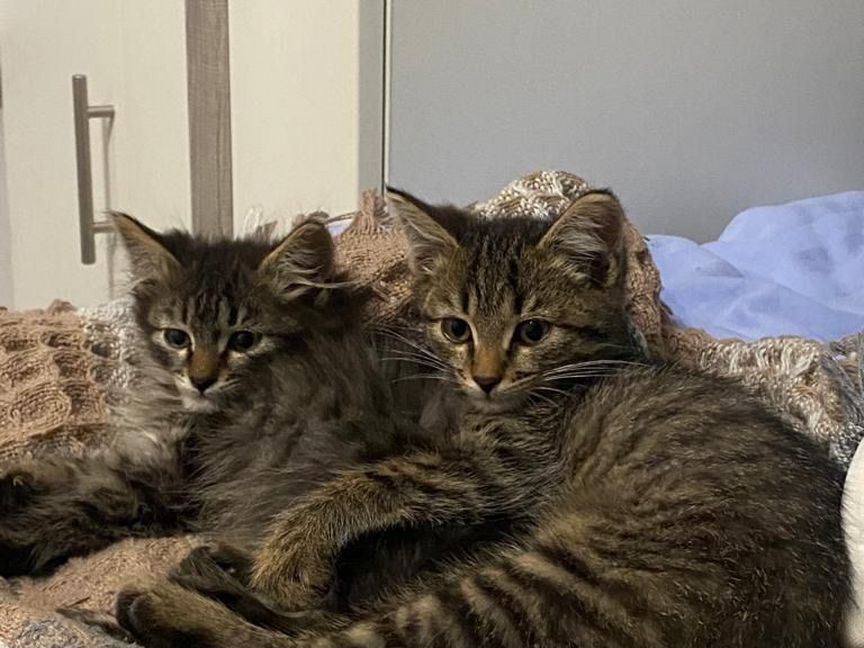 Котята в добрые руки бесплатно