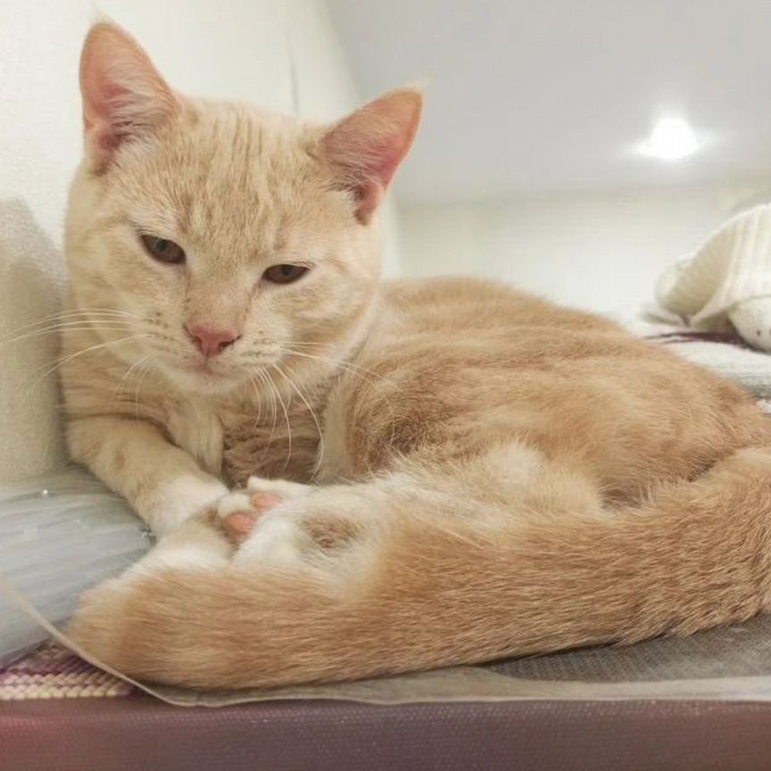 Котёнок от частного владельца