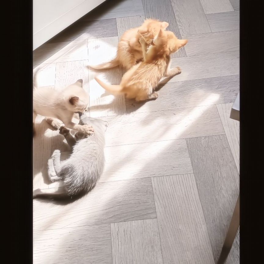 Котёнок в добрые руки