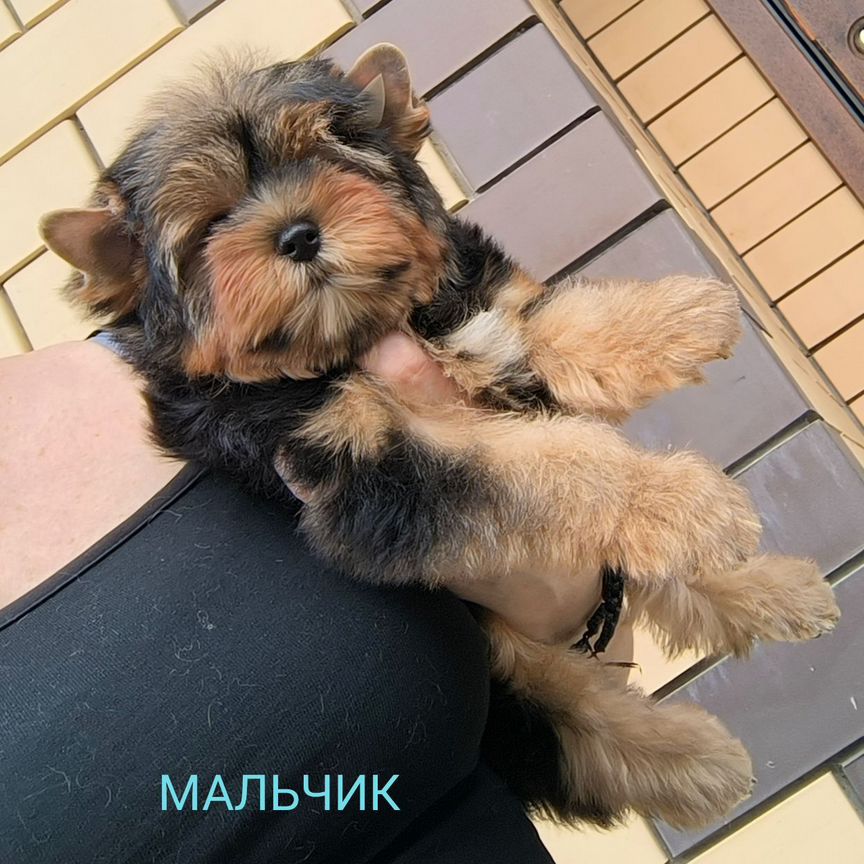 Йоркширский терьер
