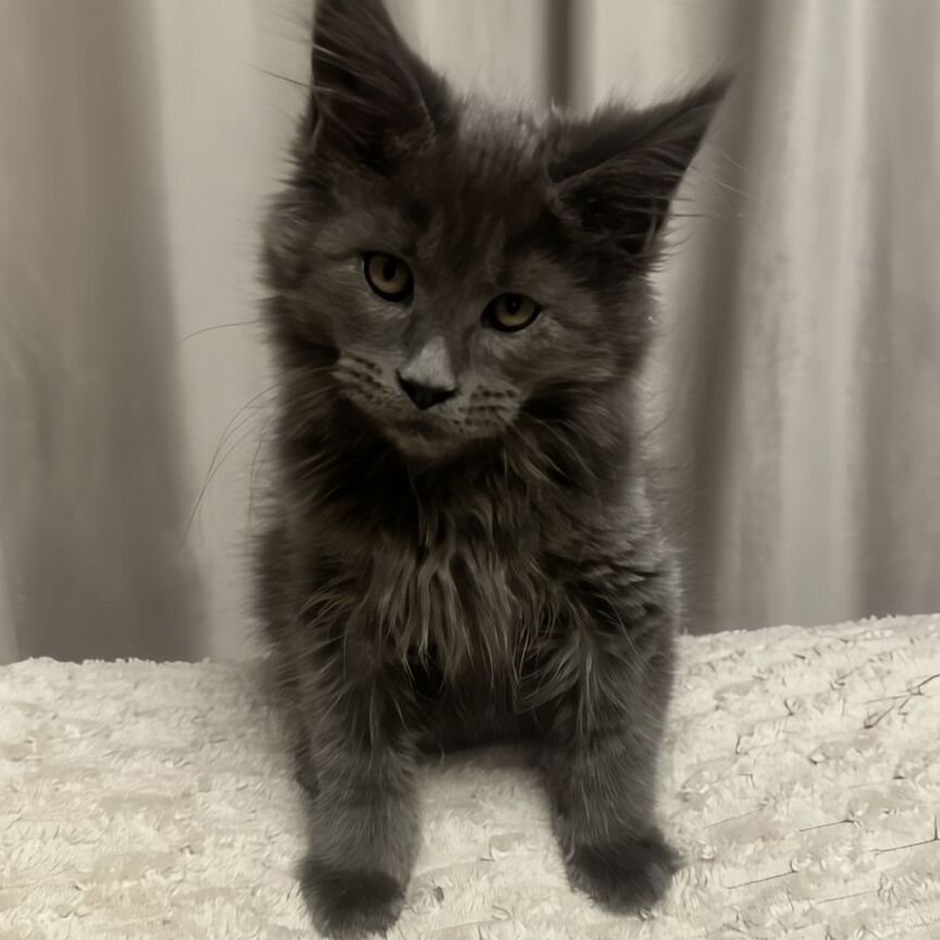 Мейн-кун котёнок