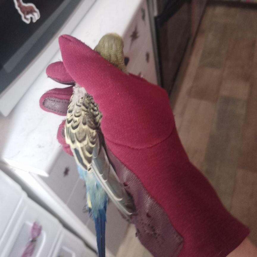 Волнистик самец