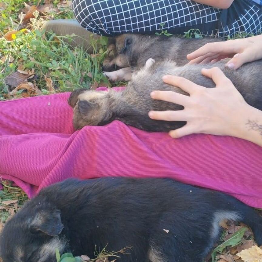 Щенки бесплатно