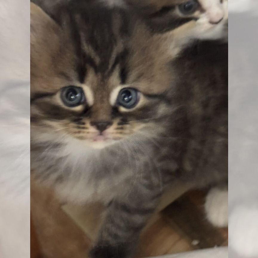 Отдам котят, Шотландские полукровки