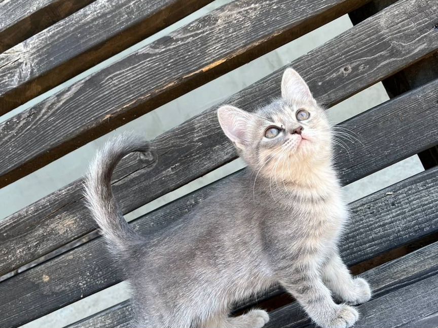 Отдам котят в добрые руки