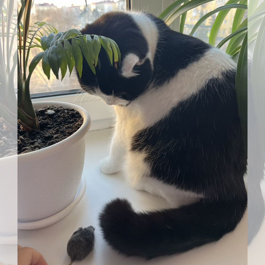 Британская короткошёрстная кошка, взрослая