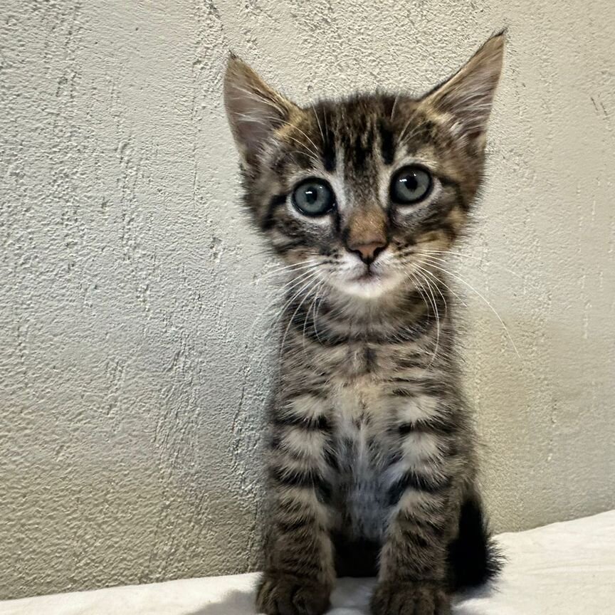 Котята в добрые руки даром