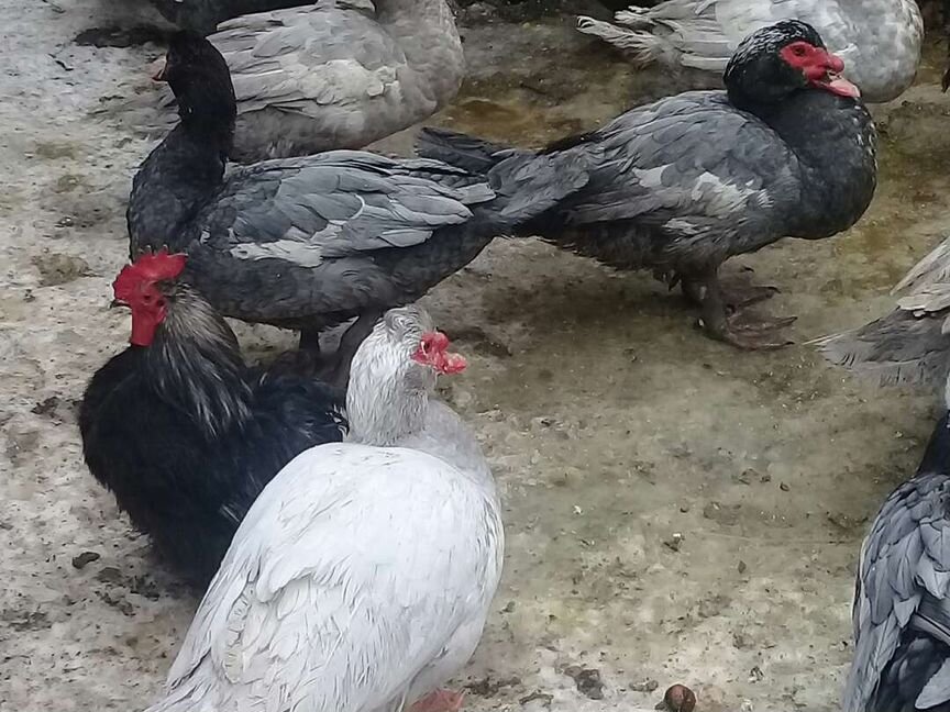 Голубые, лаванндовые индоутки