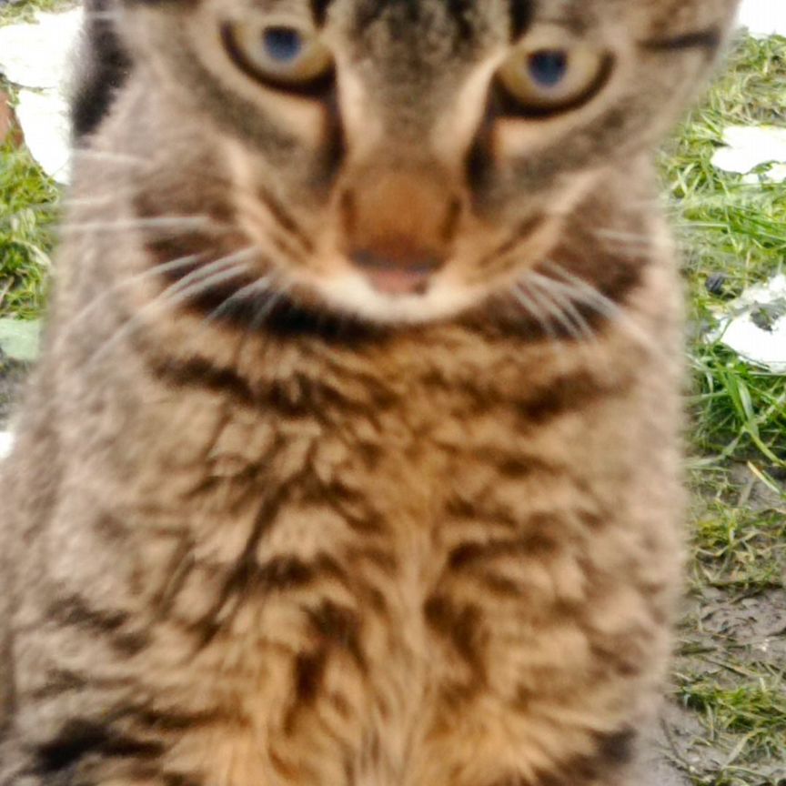 Котёнок мальчик