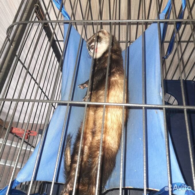 Хорьки в добрые руки