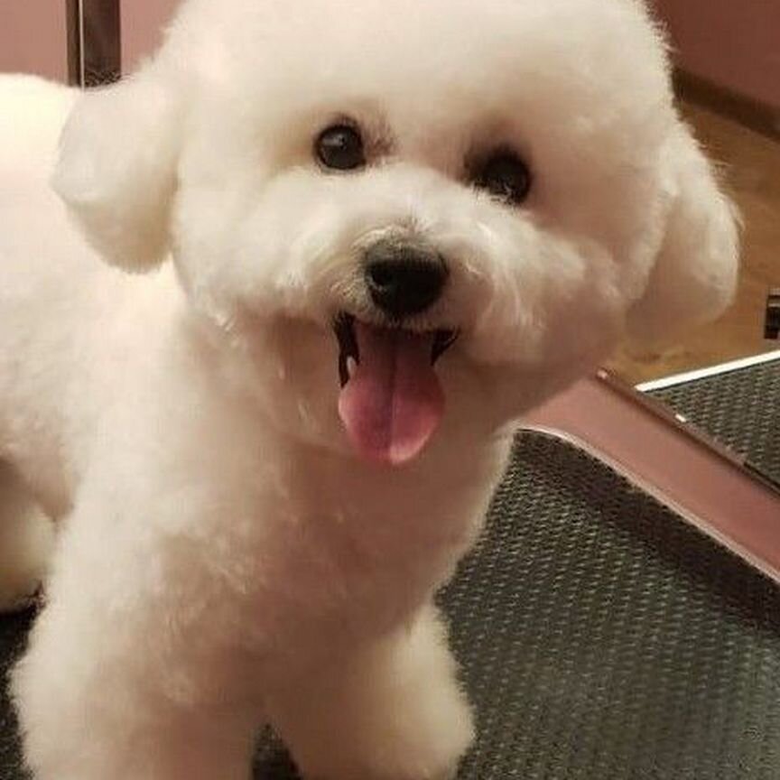 Щенок мини пом фризе