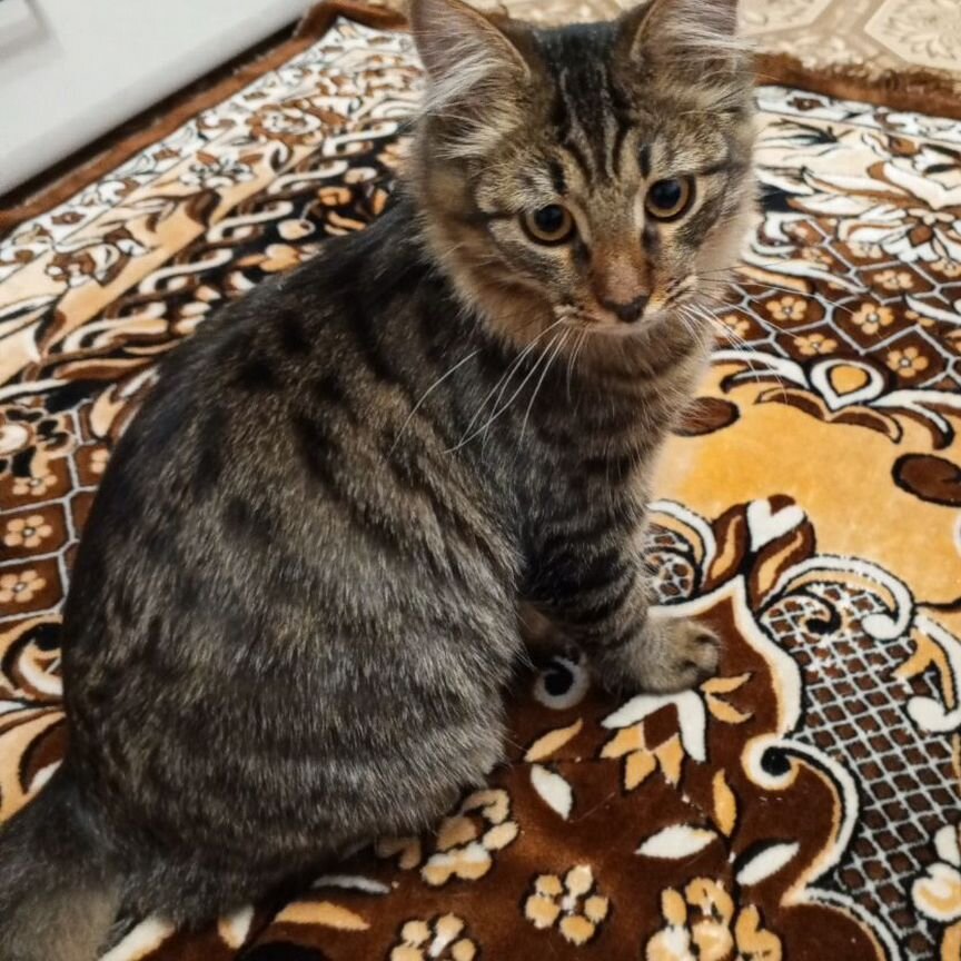 Котенок мальчик 7 месяцев