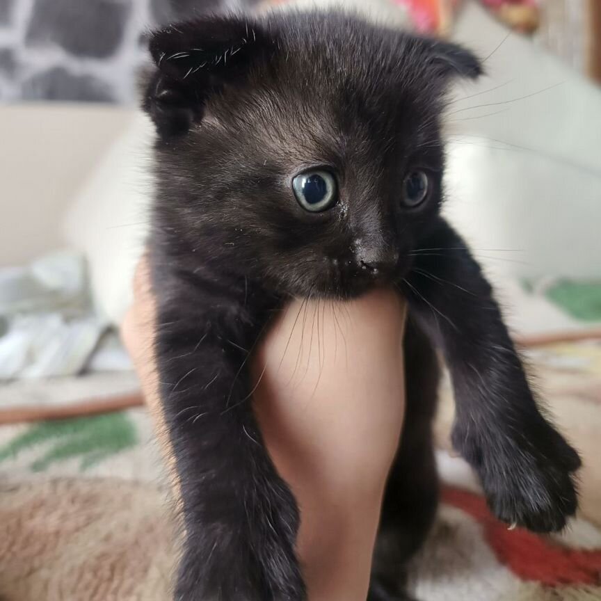 Шотландский вислоухий короткошёрстный котёнок