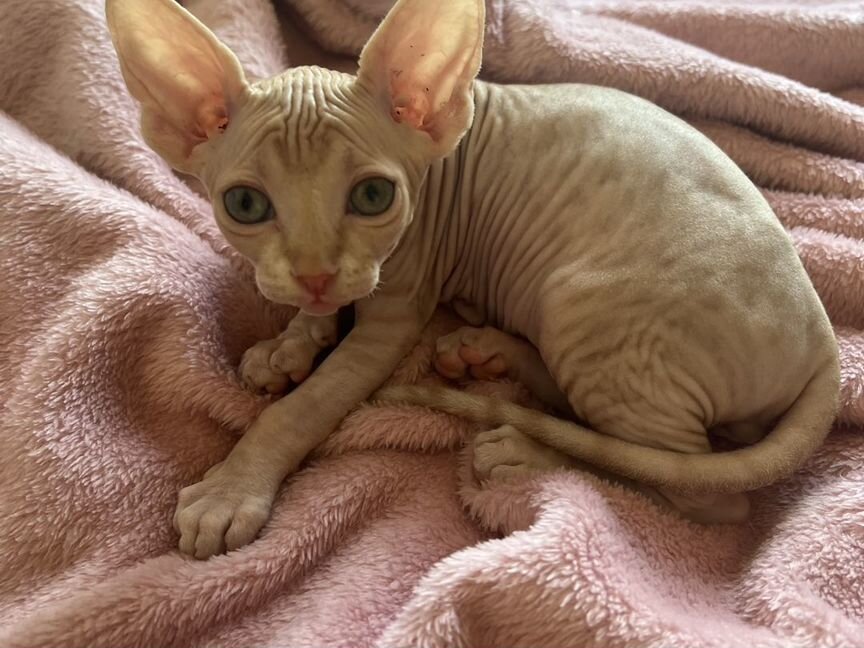 Котята породы канадский сфинкс