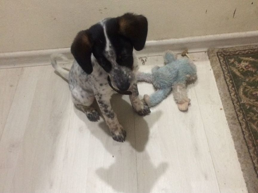 Отдам щенка спаниеля в добрые руки