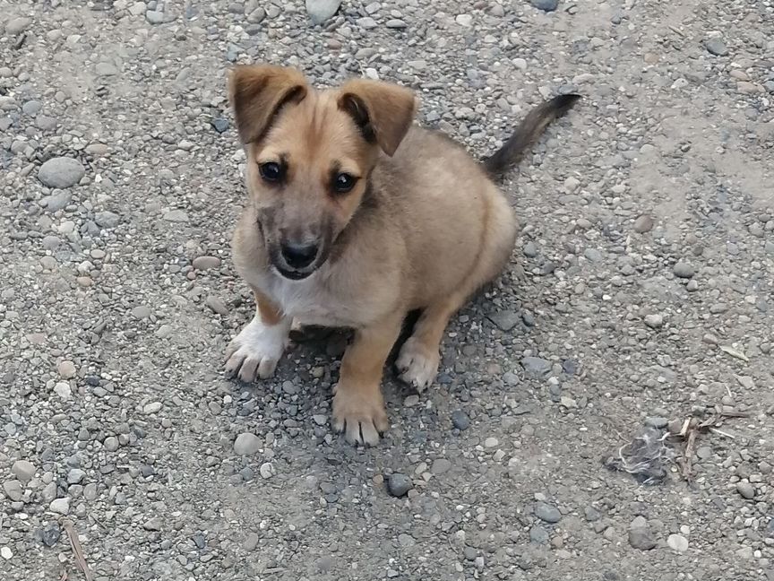 Щенок небольшой собаки