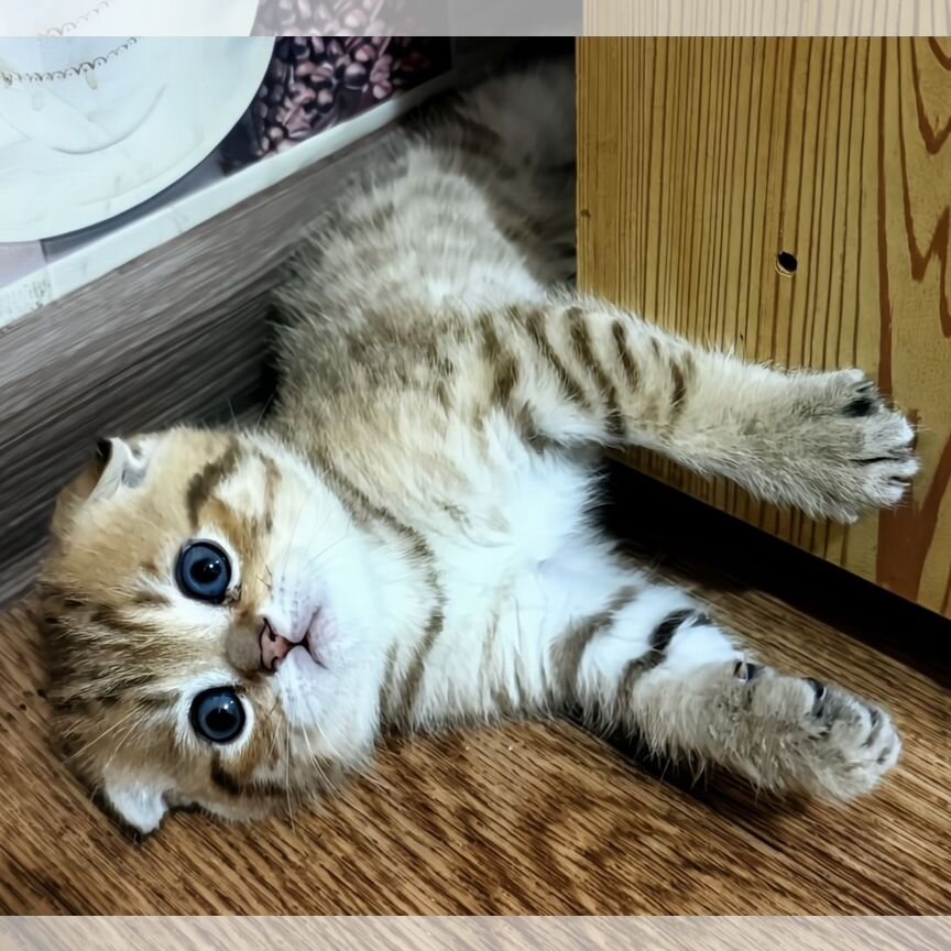Шотландский вислоухий короткошёрстный котёнок