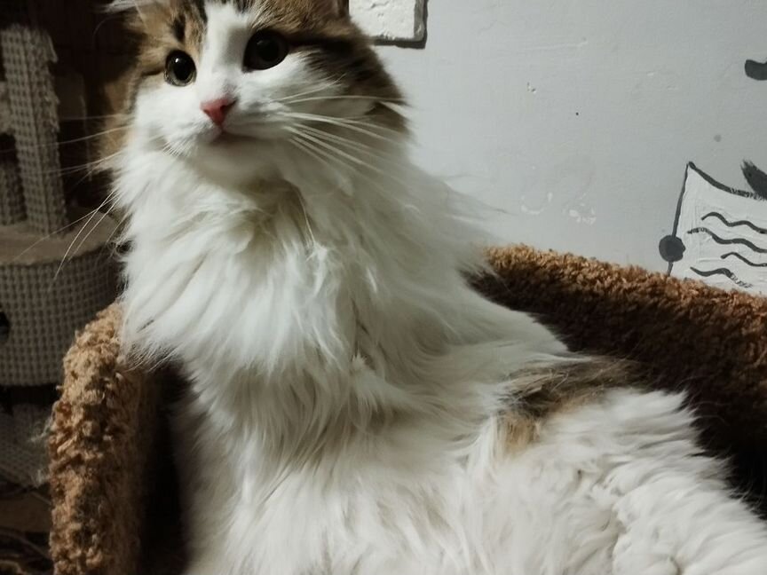 Кошка Кассандра ищет дом