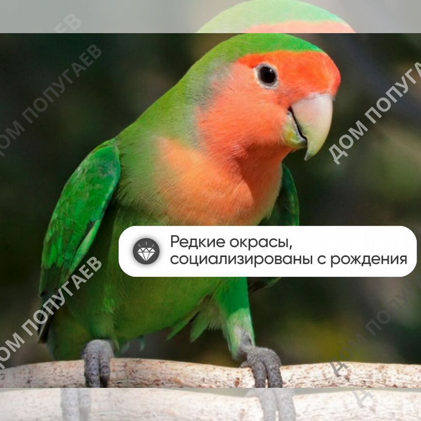 Попугай