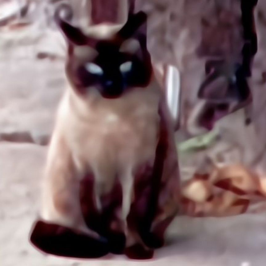 Сиамская кошка, взрослая