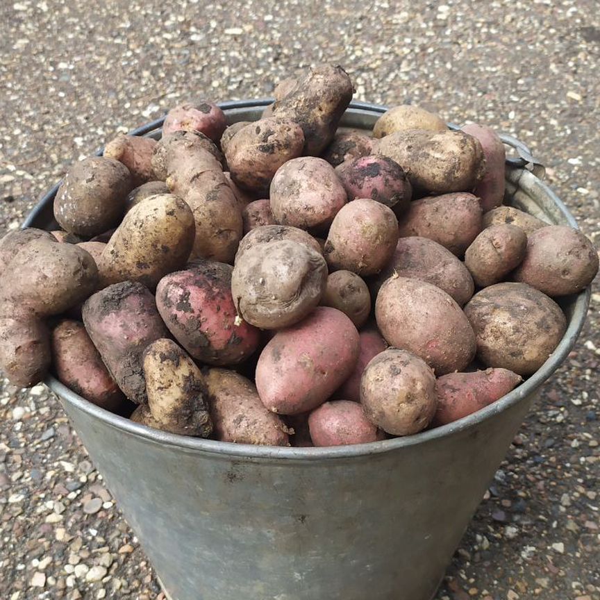 Картофель для скотины