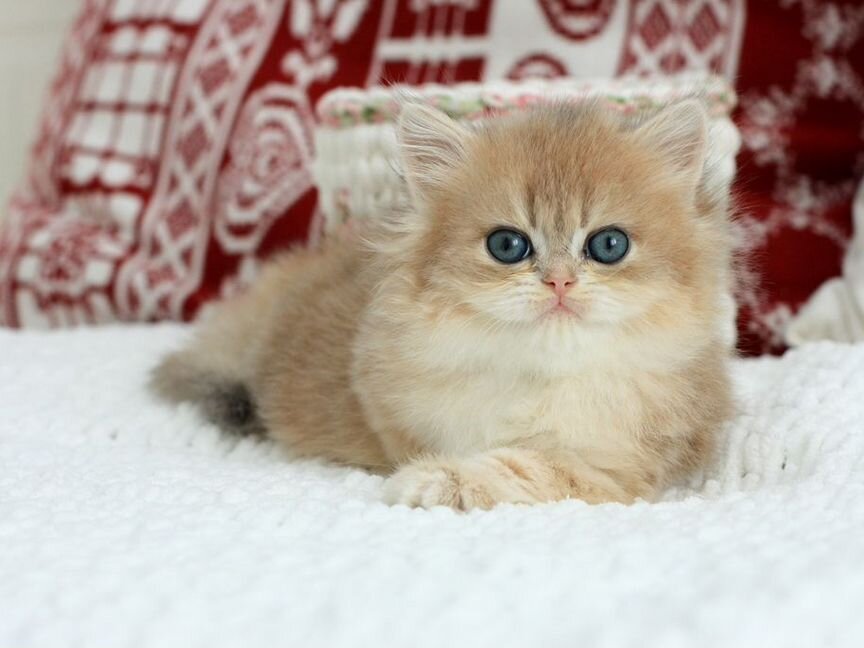 Британский котенок в шикарной шубке