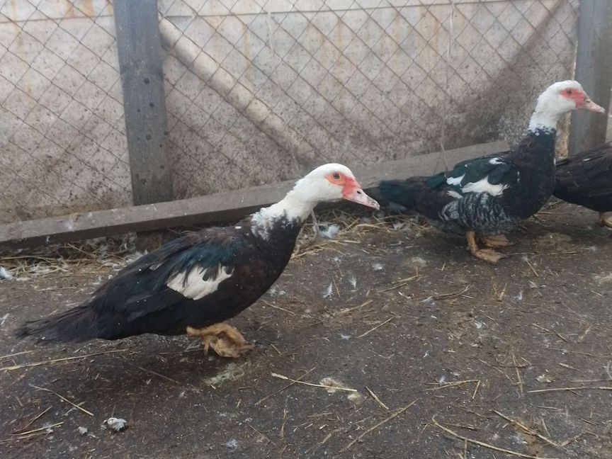 Индоуточки