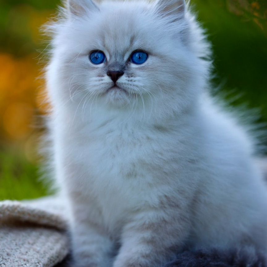 Невский маскарадный котёнок