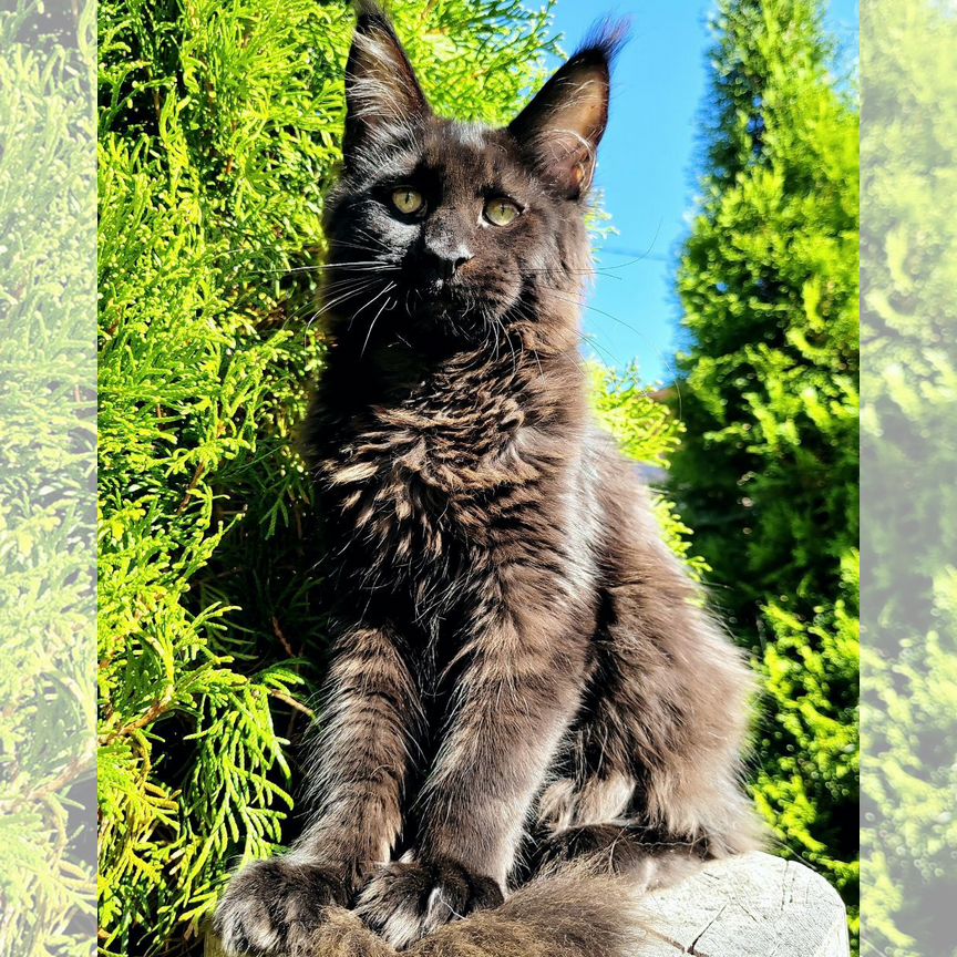 Кошка мейн-кун чёрная