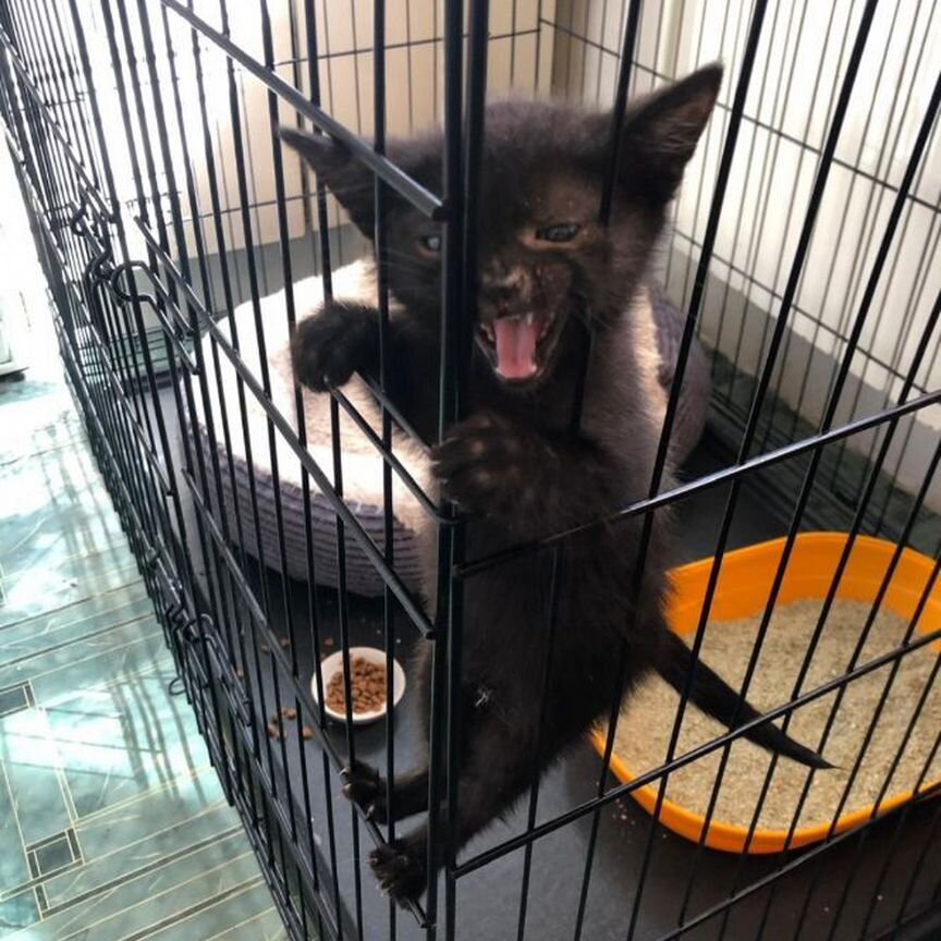 Котенок мальчик