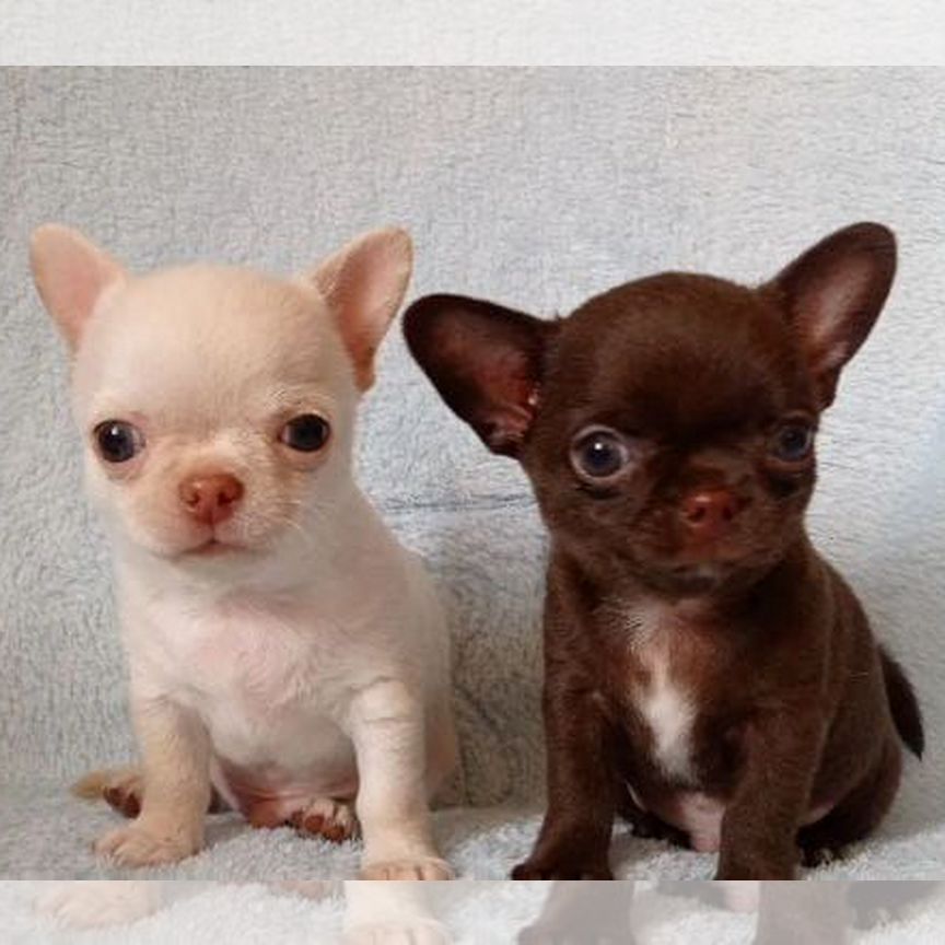 Щенки чихуахуа