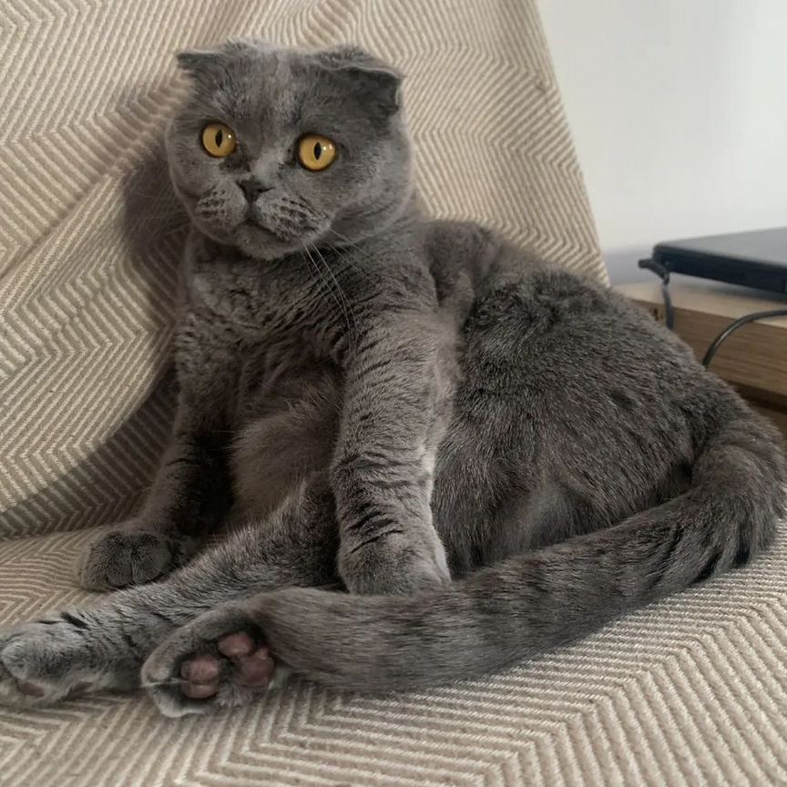 Шотландская вислоухая короткошёрстная, взрослая кошка